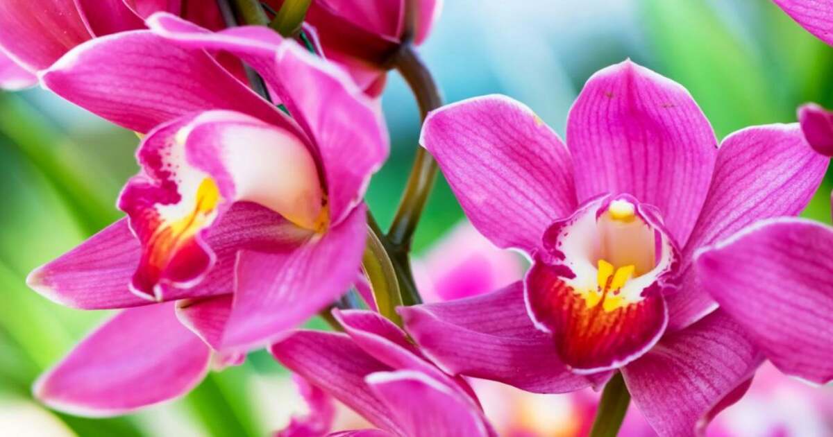 Az orchidea gondozása télen: ezt kell tenni és újra virágba borul