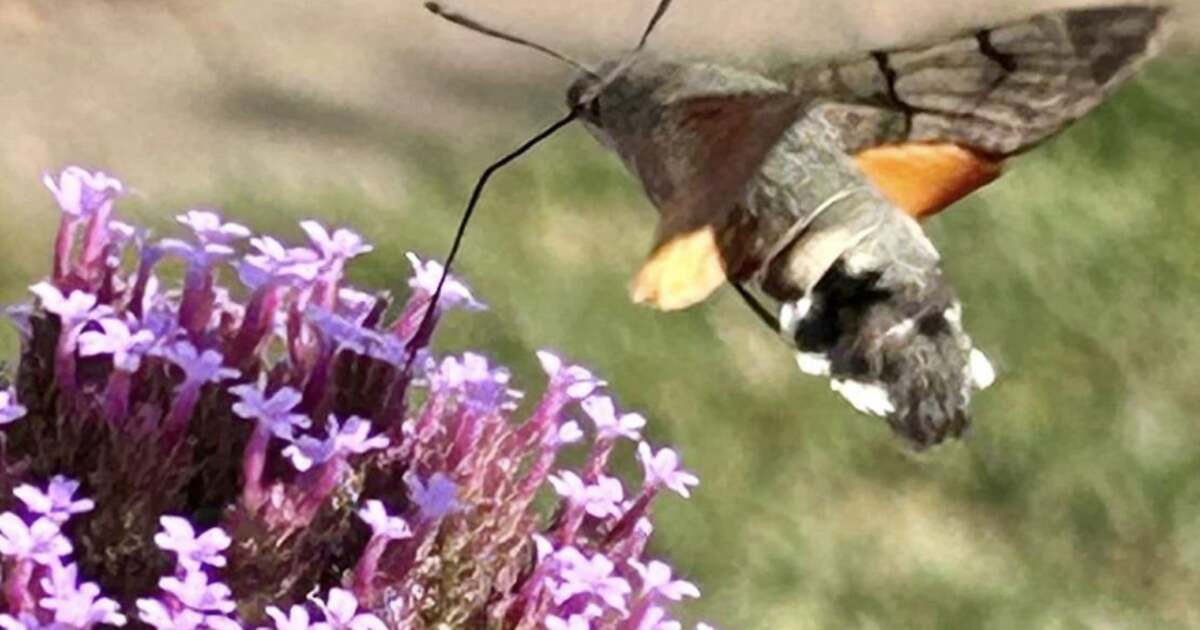 Szender a kertben: igazán bájos jelenség az ősszel nyíló színes virágok ...
